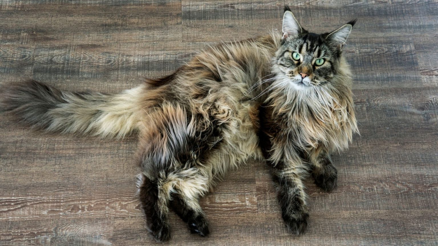 Ile żyją koty Maine Coon? To musisz wiedzieć! | Nasze Zwierzaki