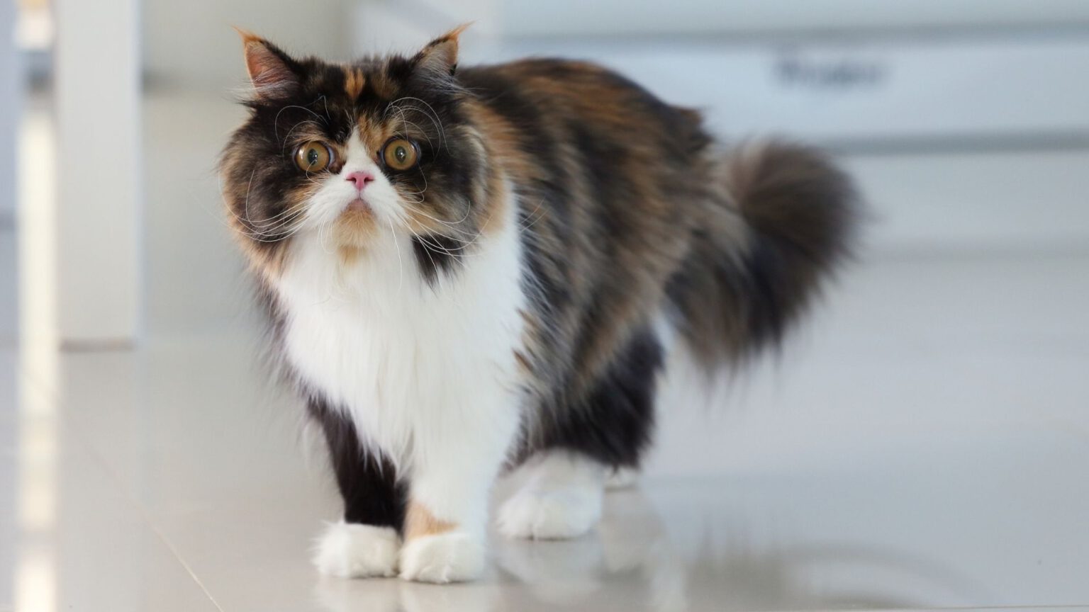 Ile żyją koty perskie? Co ma na to największy wpływ? | Nasze Zwierzaki