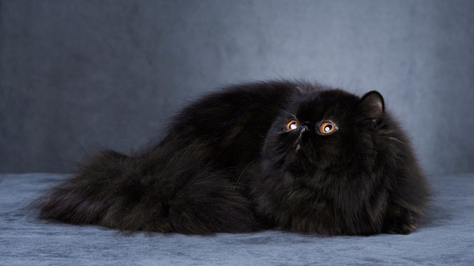 Kolory kotów perskich, czyli coś dla tych, którzy nie lubią oczywistych ...