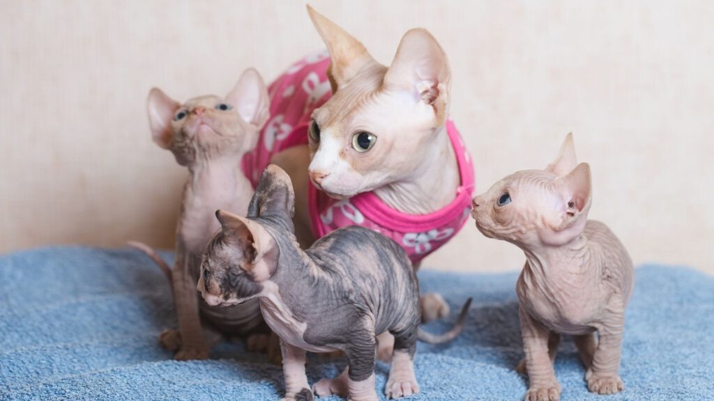 Kot sfinks hodowla – którą wybrać? | Nasze Zwierzaki
