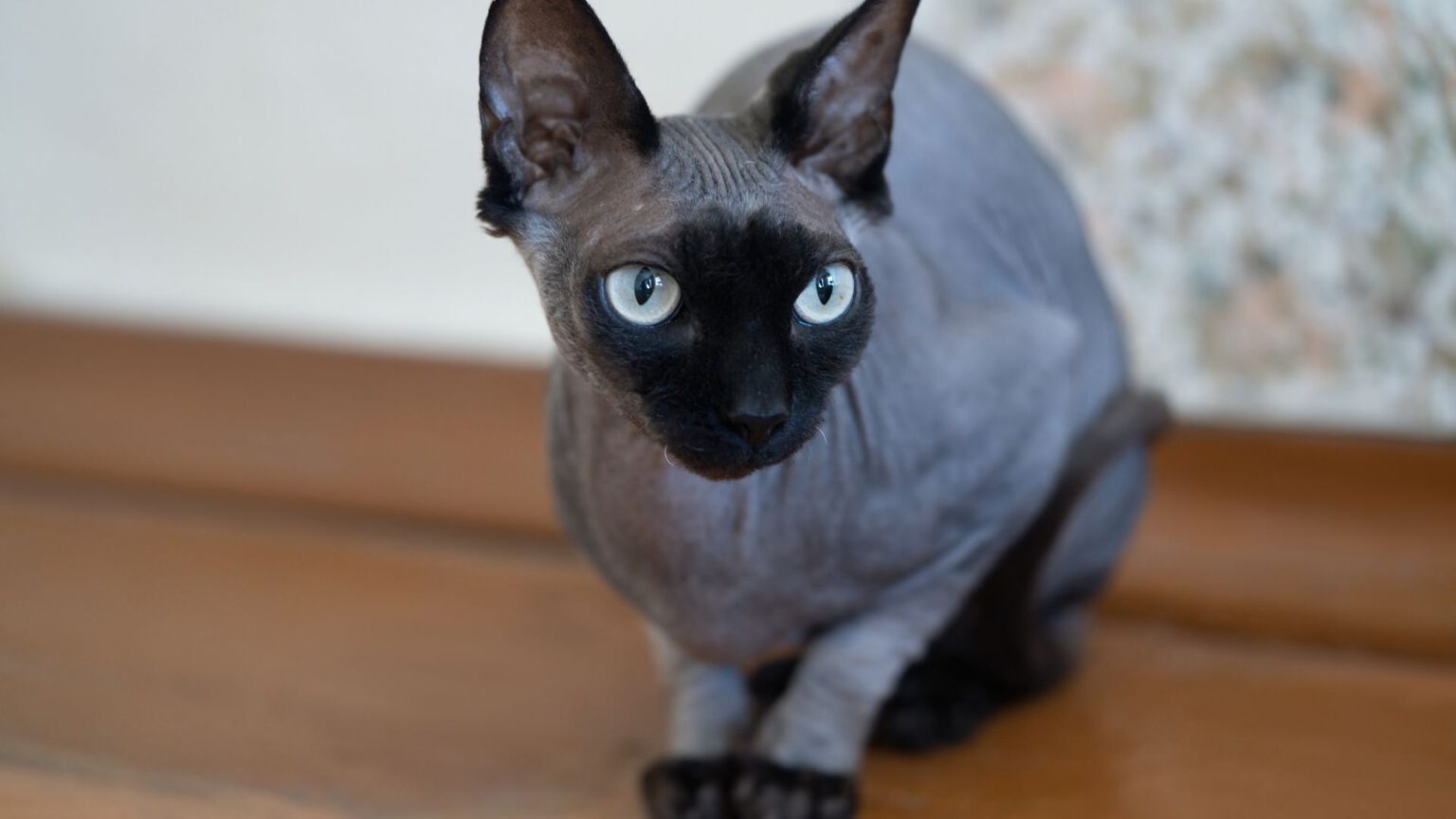 Kolory kotów sfinks | Nasze Zwierzaki