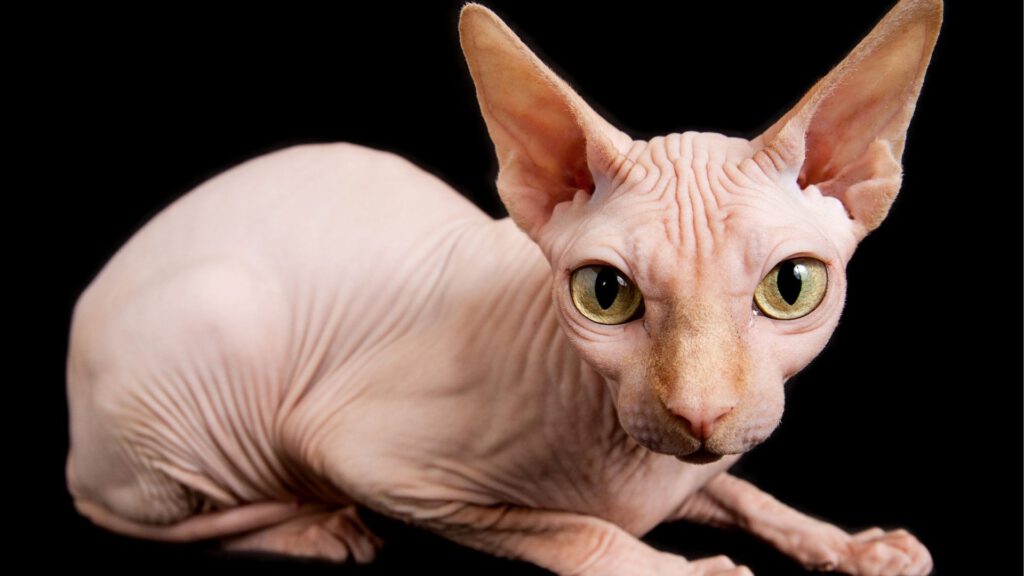 Kot sfinks – wszystko, co musisz wiedzieć o tej rasie | Nasze Zwierzaki