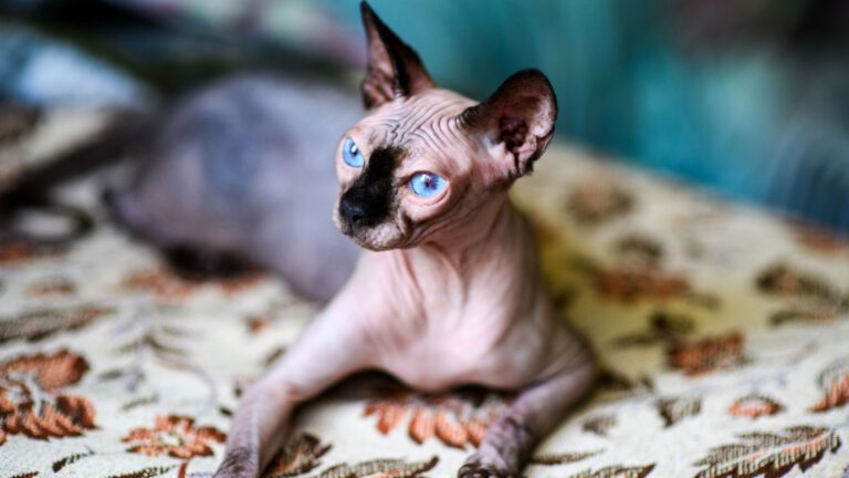 Kot sfinks – wszystko, co musisz wiedzieć o tej rasie | Nasze Zwierzaki