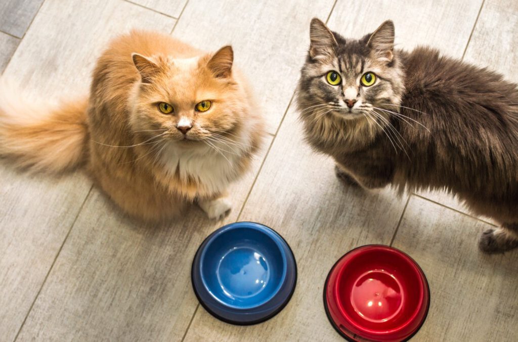 Mruczenie kota, dlaczego kot mruczy? Czyli co oznacza kocie mruczenie | Nasze Zwierzaki