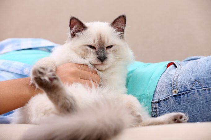 Mruczenie kota, dlaczego kot mruczy? Czyli co oznacza kocie mruczenie | Nasze Zwierzaki